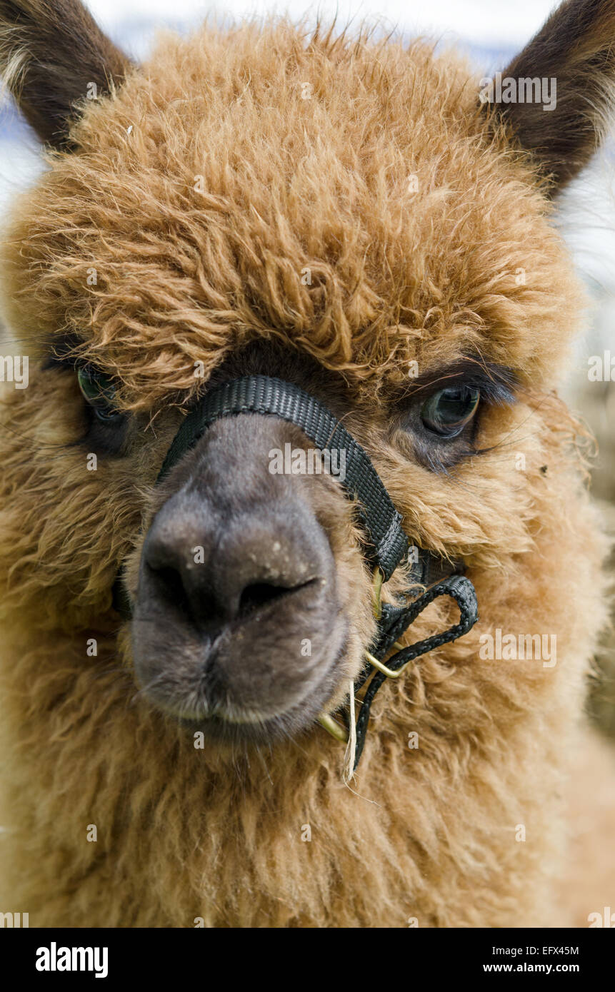 Close up of a tan-coloured alpaca Stock Photo - Alamy
