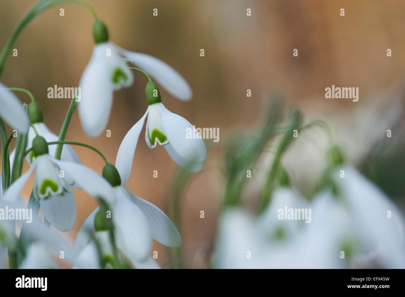 Galanthus Magnet. Snowdrop Stock Photo - Alamy