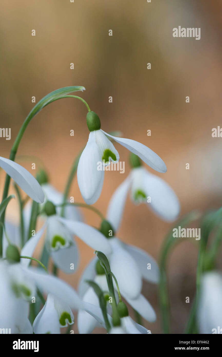 Bell shaped snowdrop hi-res stock photography and images - Alamy