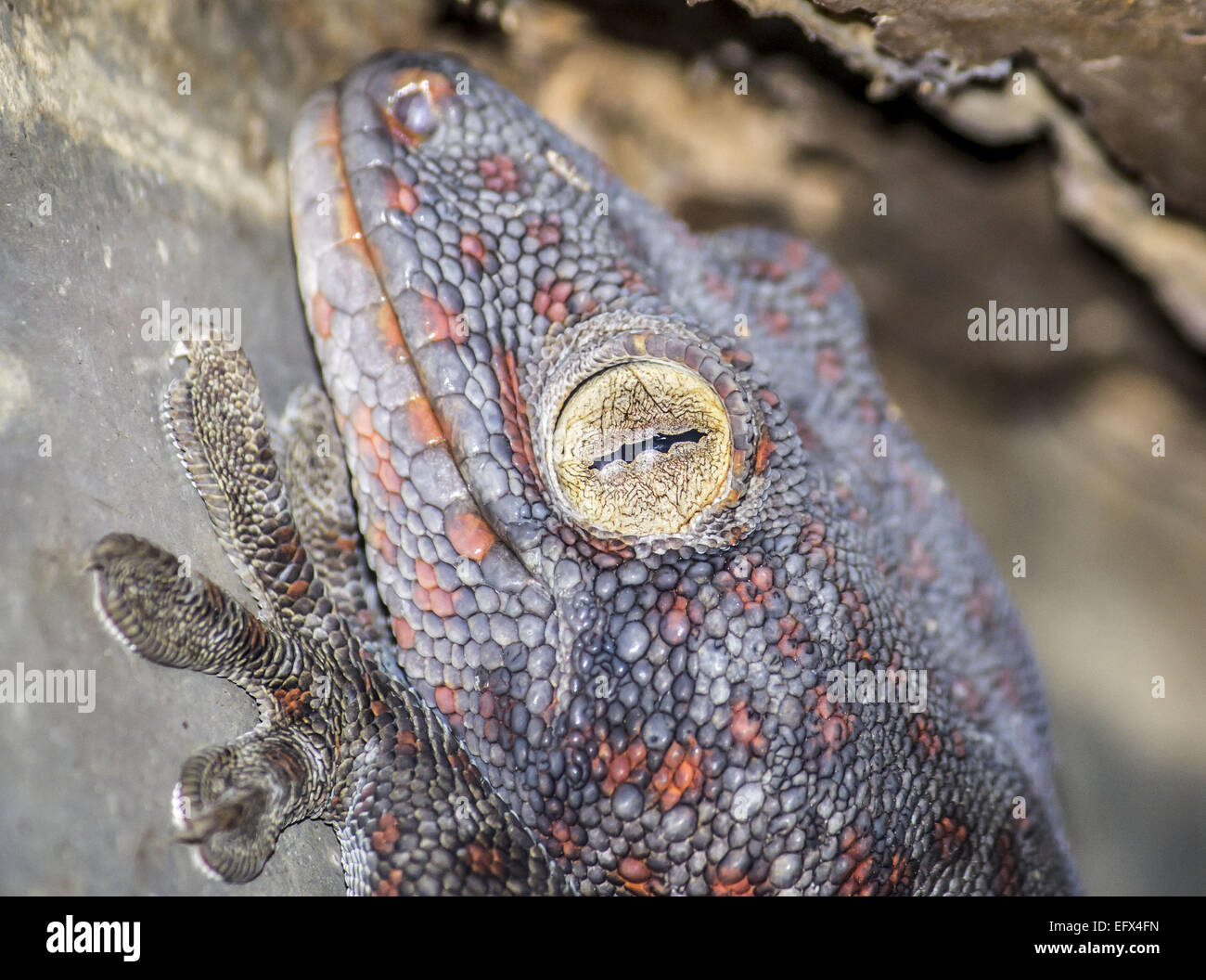 Golaghat, Assam, India. 11th Feb, 2015. An orange-spotted Tokay Gecko ...