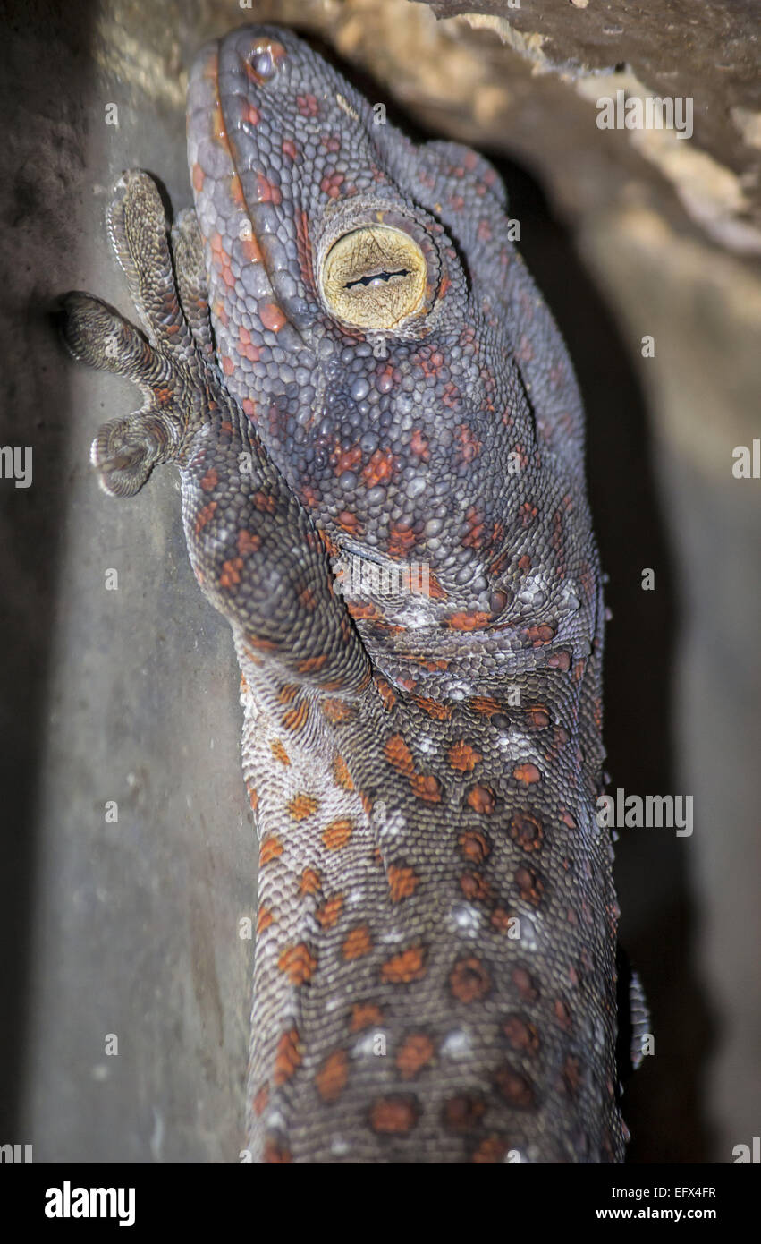 Golaghat, Assam, India. 11th Feb, 2015. An orange-spotted Tokay Gecko ...