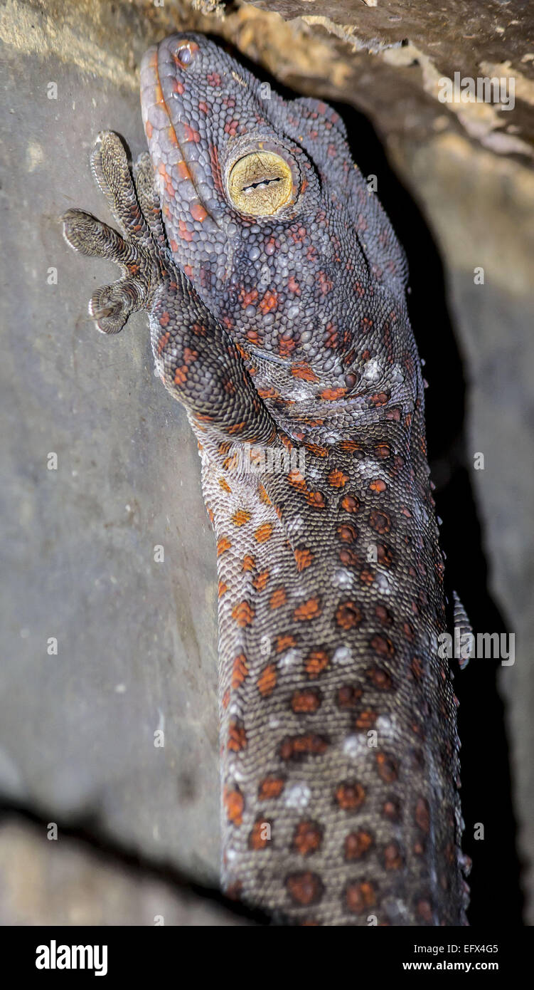 Golaghat, Assam, India. 11th Feb, 2015. An orange-spotted Tokay Gecko ...