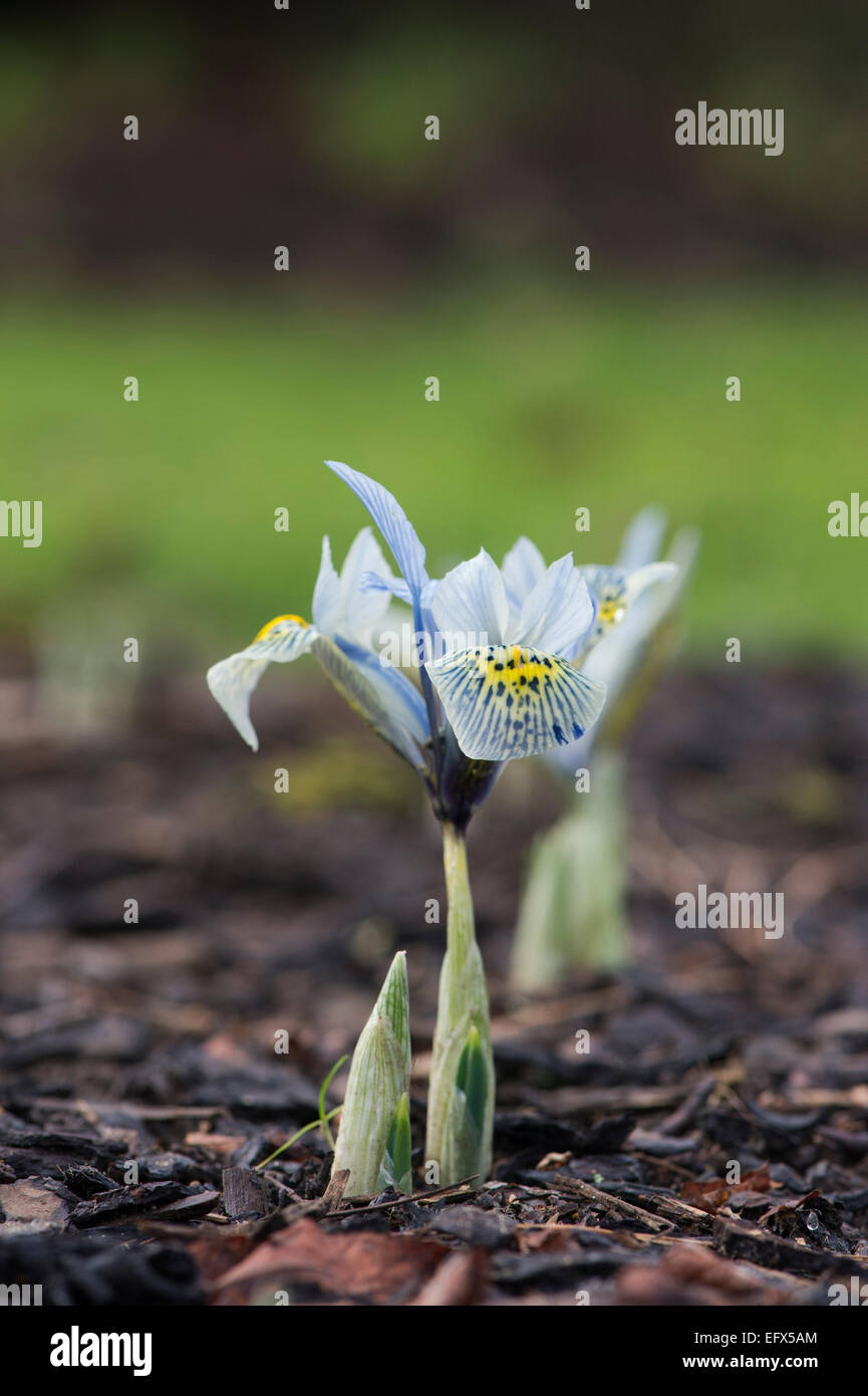 Iris reticulata histrioides Katharine Hodgkin. Dwarf iris Stock Photo ...