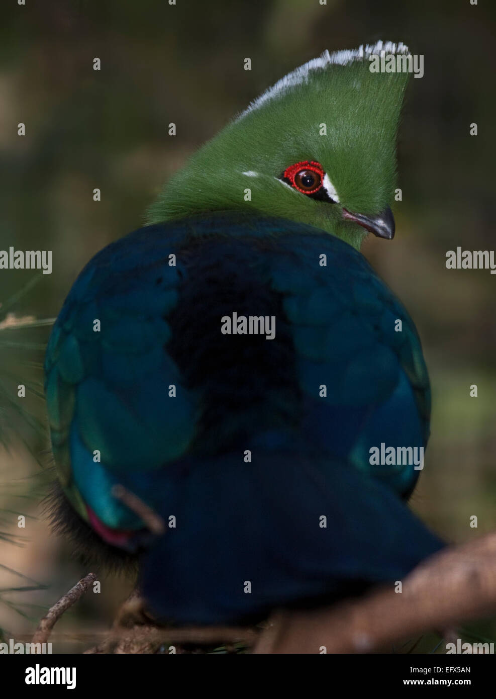 Black billed turacos hi-res stock photography and images - Alamy