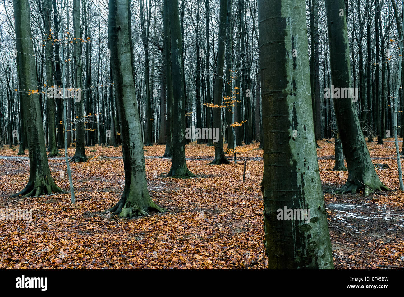 Beech tree forest during Winter in Denmark Stock Photo - Alamy