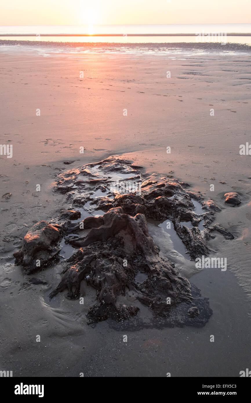 Sunset at Petrified,prehistoric,oak,forest,tree,trees, Ynyslas Beach ...