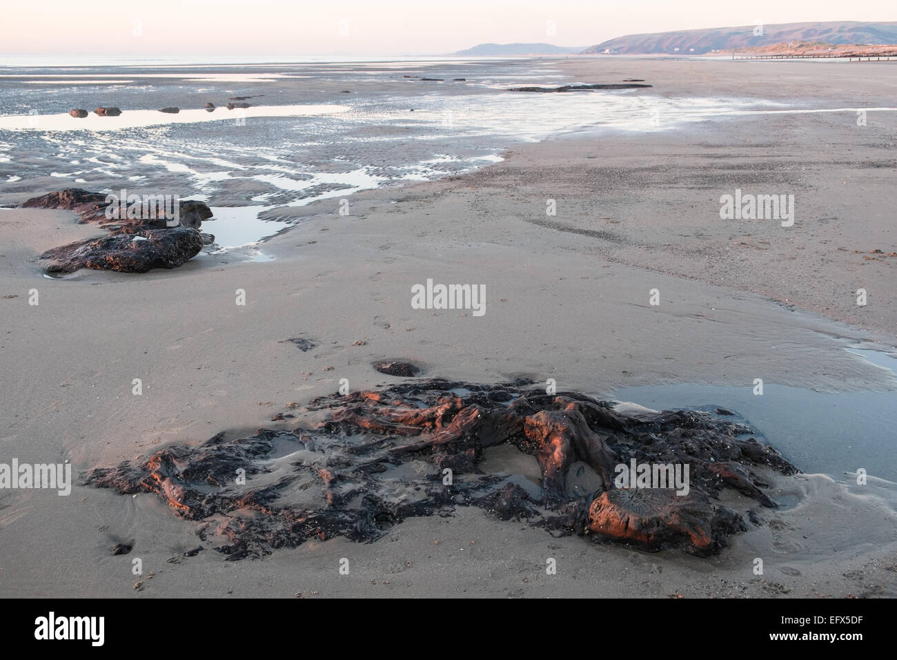 Petrified,prehistoric,oak,submerged,forest,tree,trees, Ynyslas Beach ...