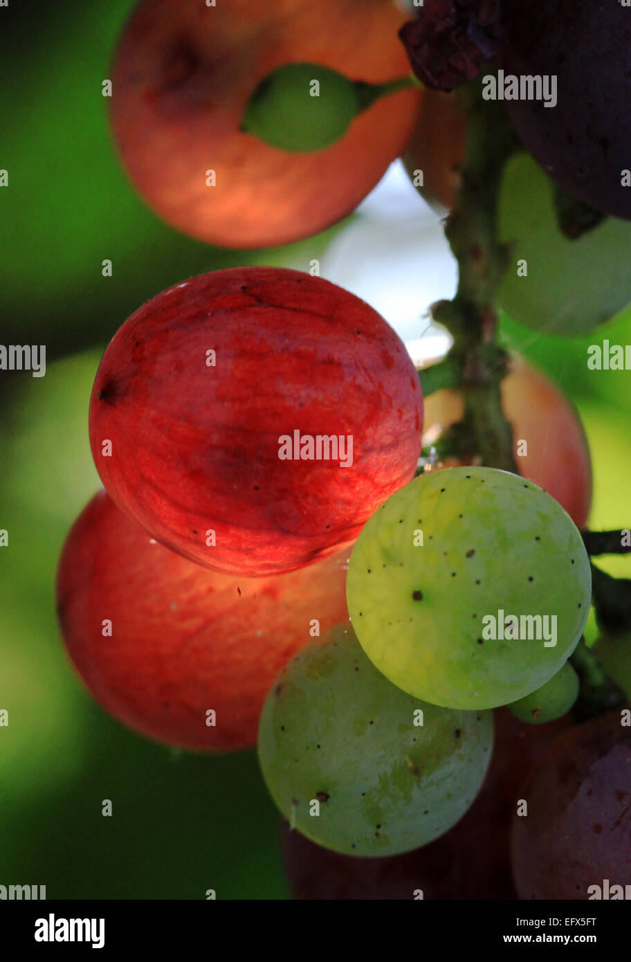 Red and green grapes and leaves hi-res stock photography and images - Alamy