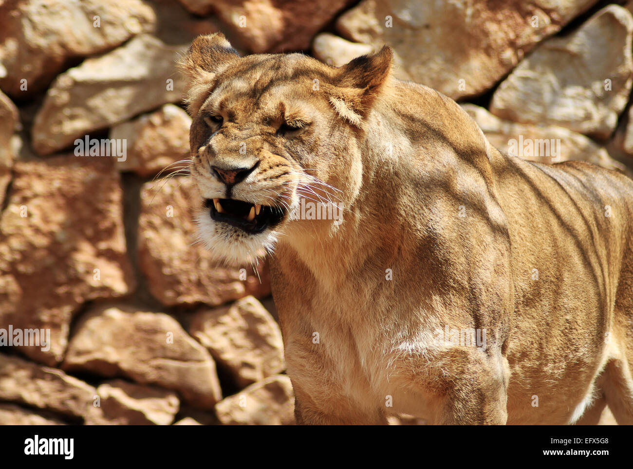 Angry lioness hi-res stock photography and images - Alamy