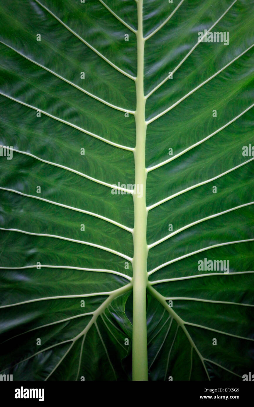 Leaf veins close hi-res stock photography and images - Alamy