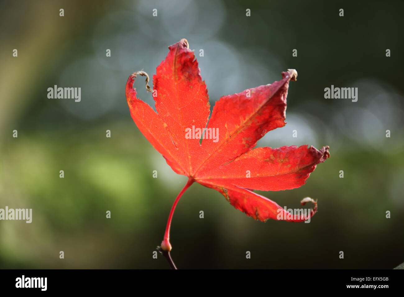 Curly maple hi-res stock photography and images - Alamy
