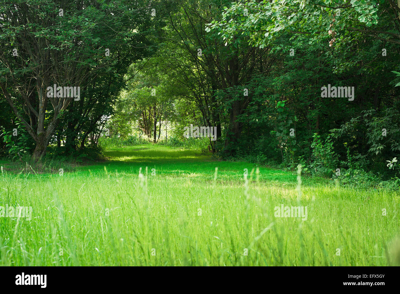 Forest path overgrown with green grass hi-res stock photography and ...