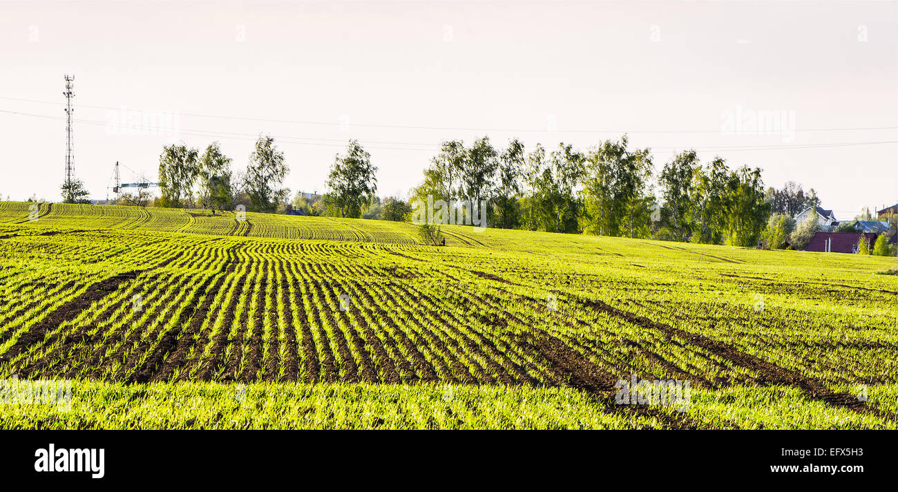 fresh farm field Stock Photo - Alamy