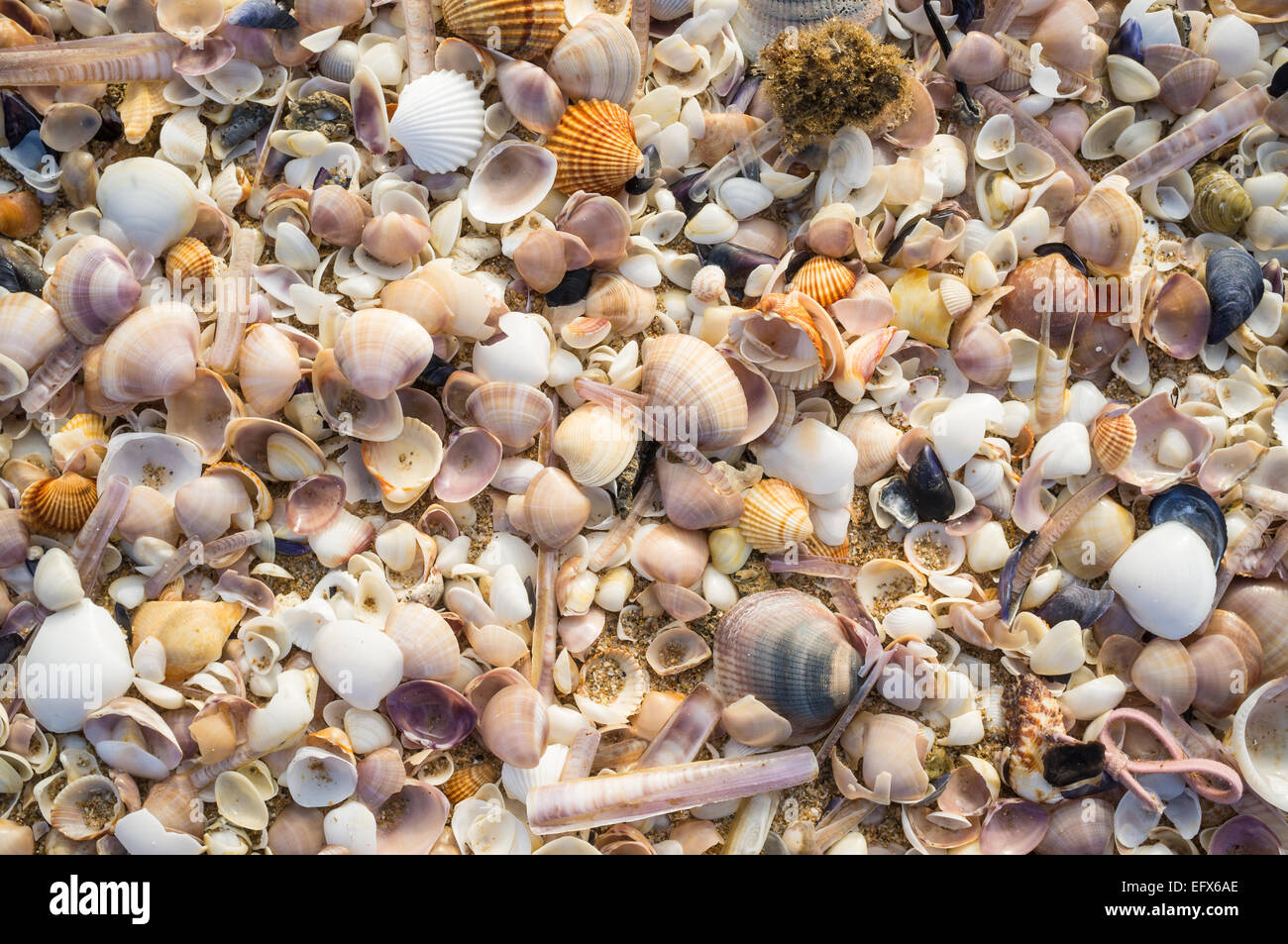 All sorts of small shells on beach sand Stock Photo - Alamy