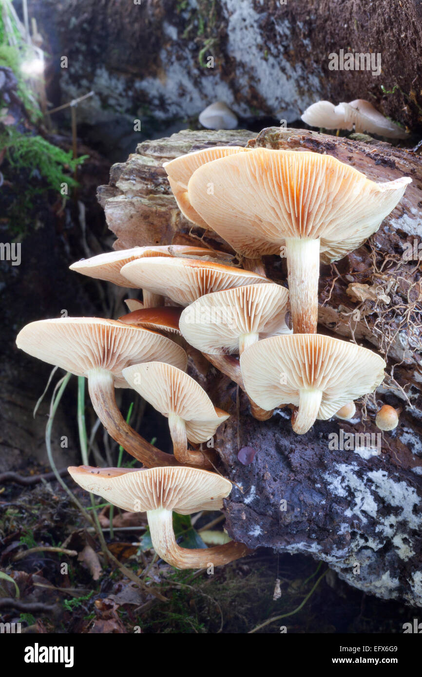 Uk mushrooms hi-res stock photography and images - Alamy