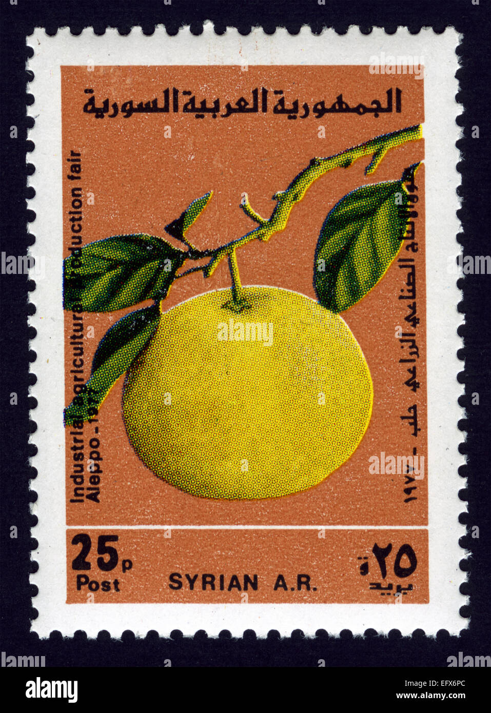 Flora of syria hi-res stock photography and images - Alamy