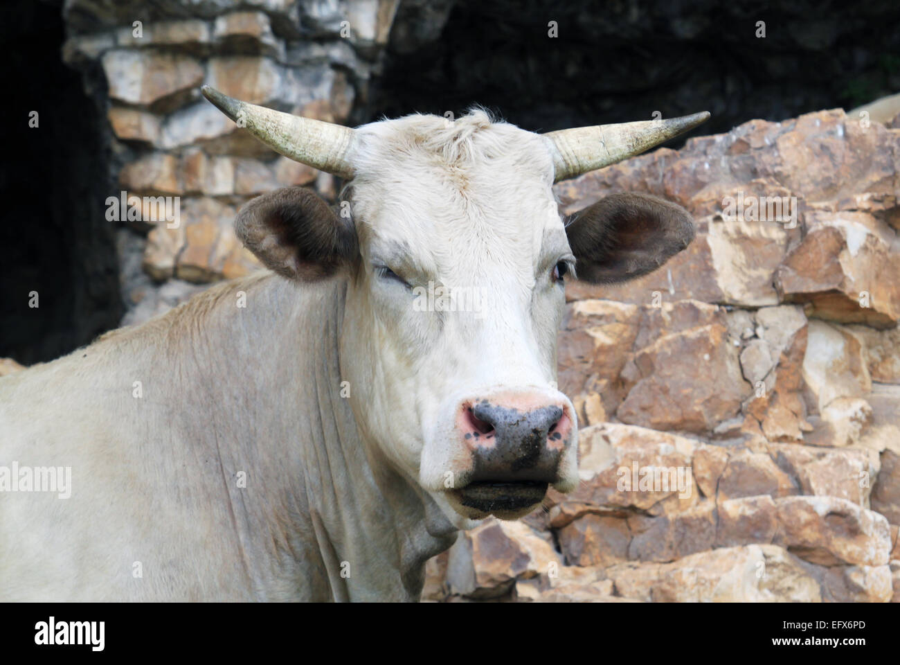 A white cow appears as if she is blinking Stock Photo - Alamy