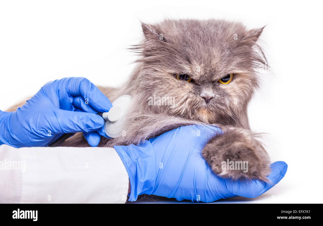 cat on admission to a veterinary clinic, a medical background Stock ...
