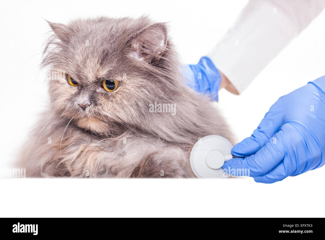 cat on the inspection in veterinary clinic, medical background Stock ...
