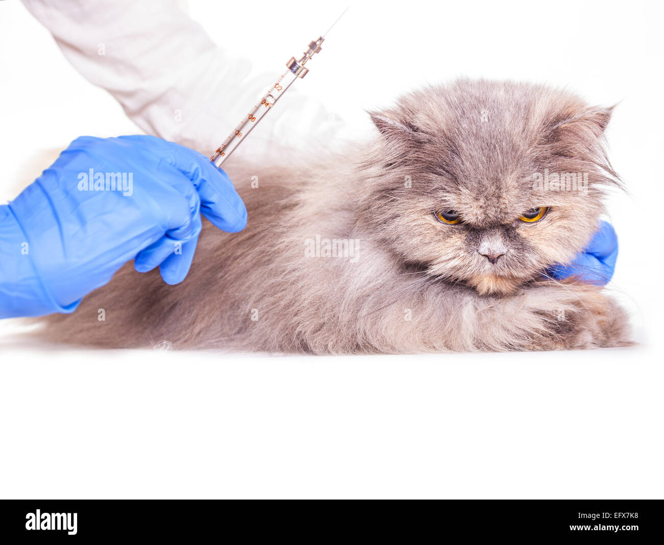 vaccinations for animals in a veterinary clinic, a medical background ...