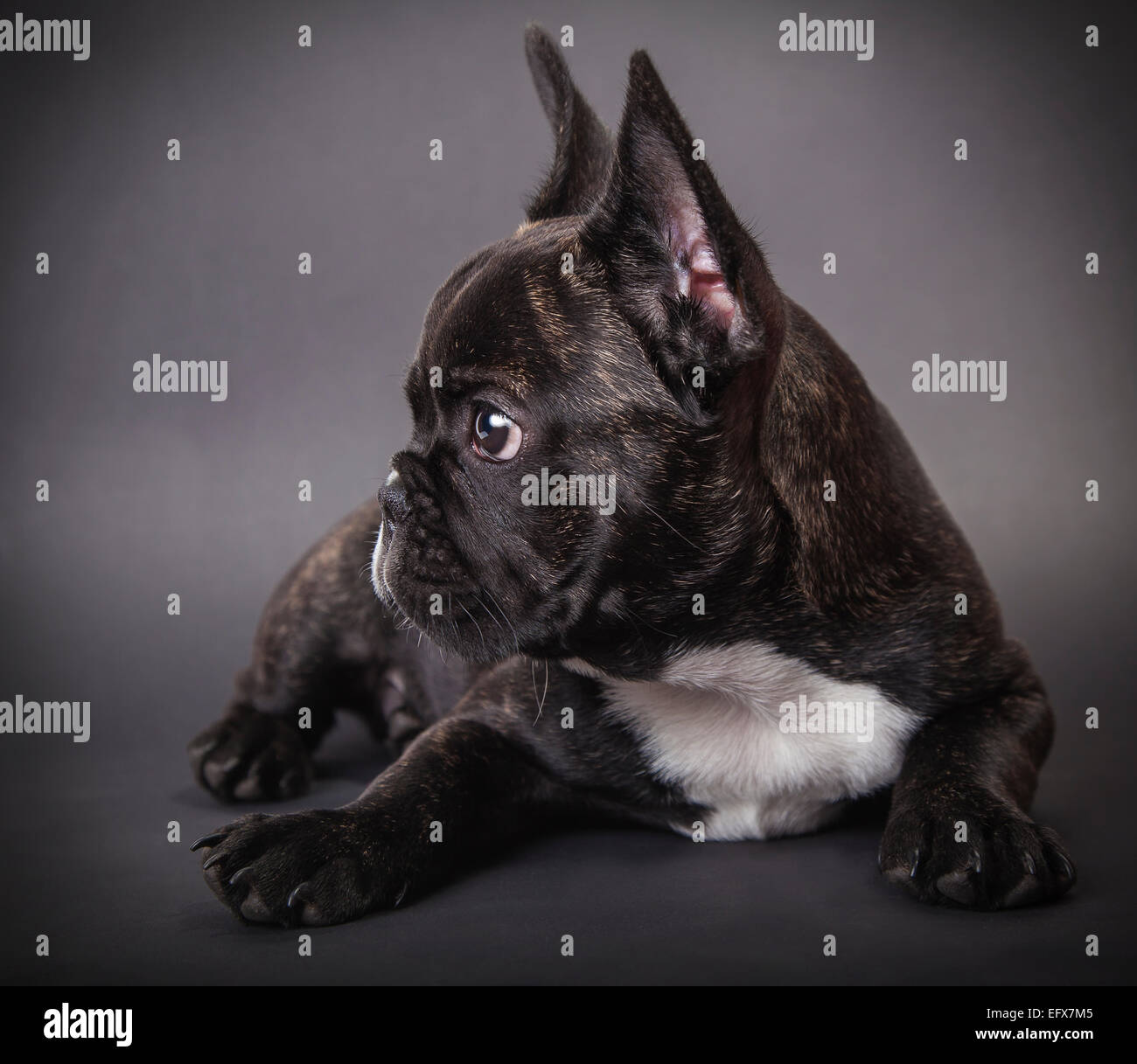 French Bulldog puppy lying on a dark background Stock Photo - Alamy