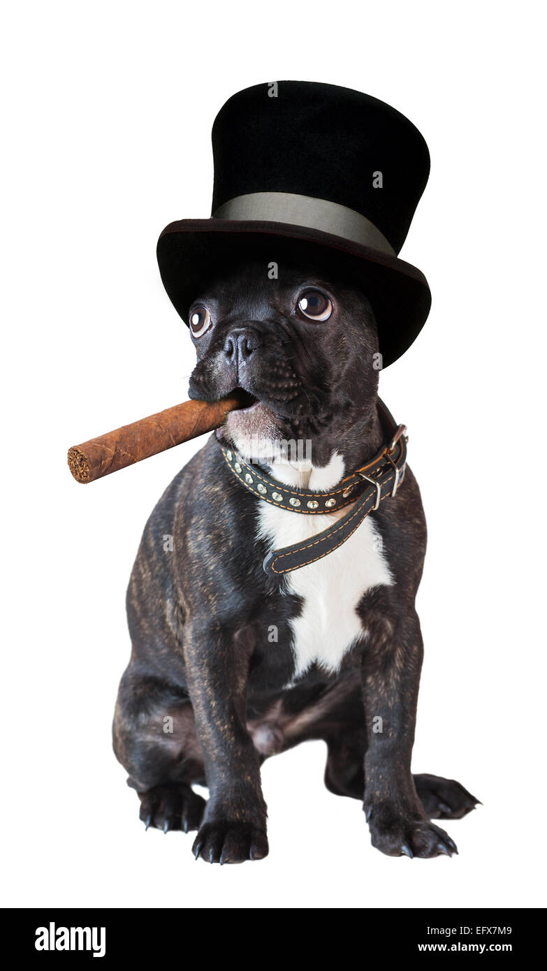 Dogs Smoking Cigars
