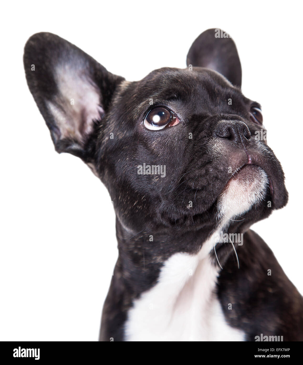 portrait of a french bulldog puppy isolated on a white background Stock ...