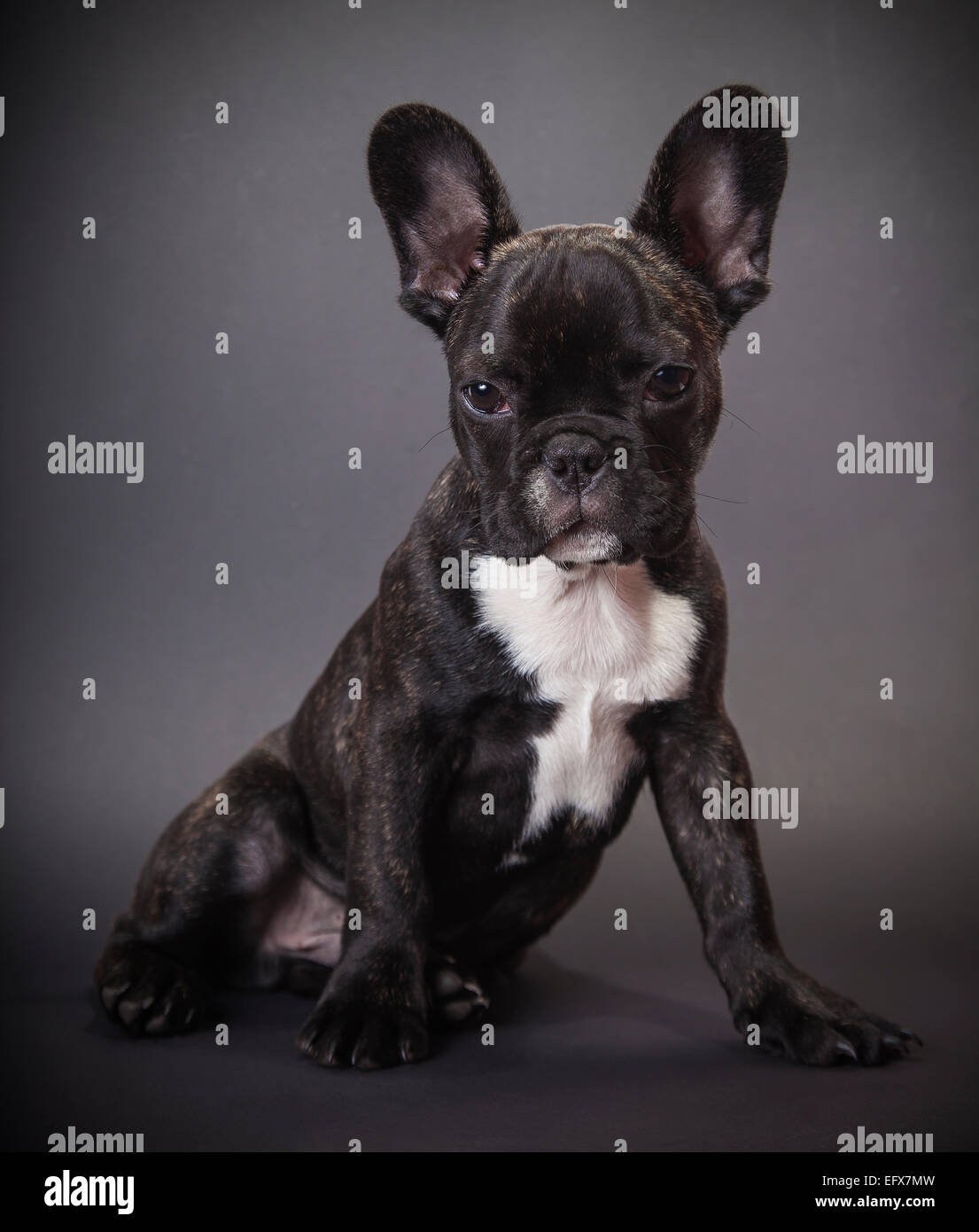 dog puppy french bulldog on a dark background Stock Photo - Alamy