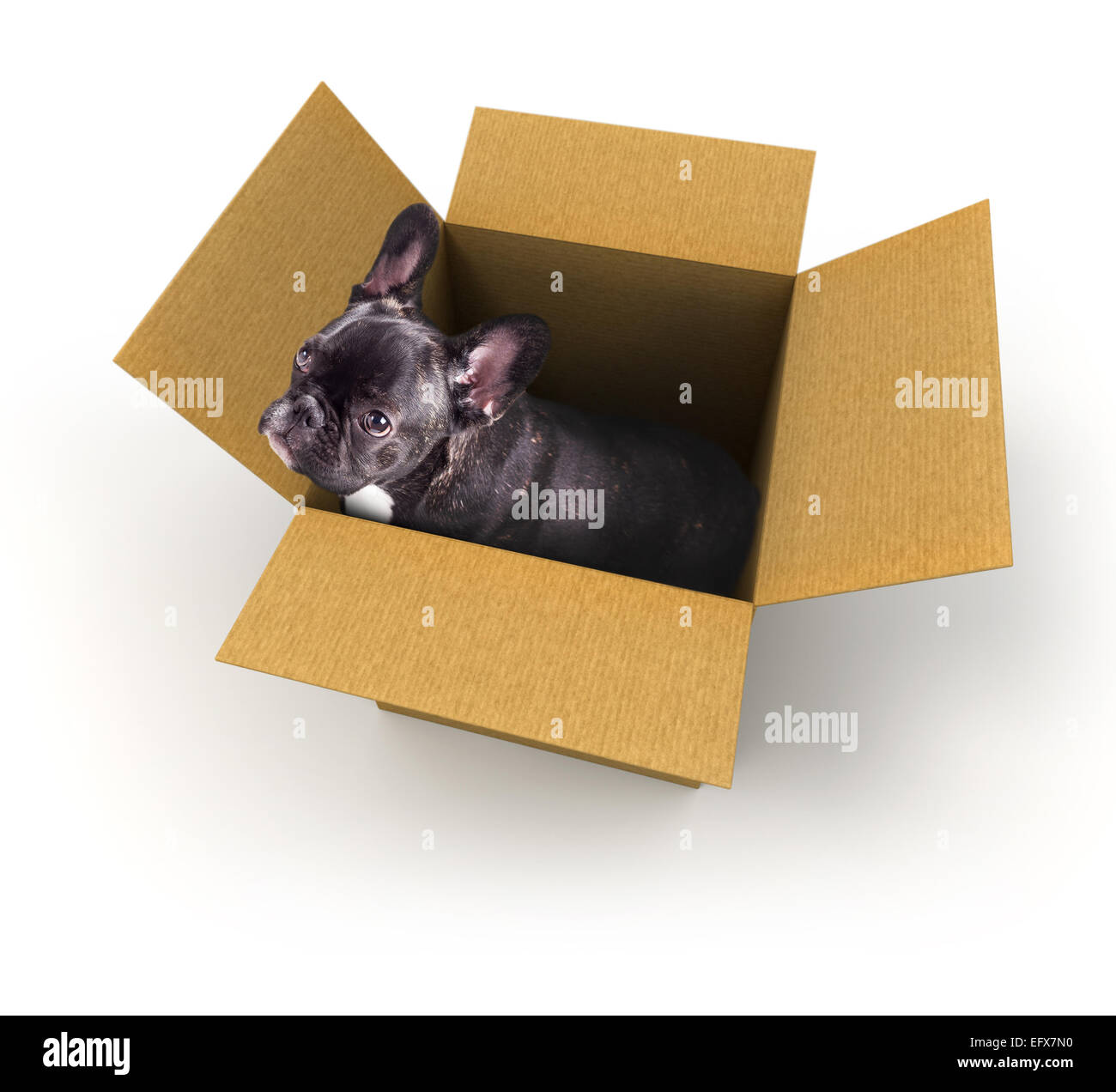 french bulldog puppy in a box on a white background Stock Photo - Alamy