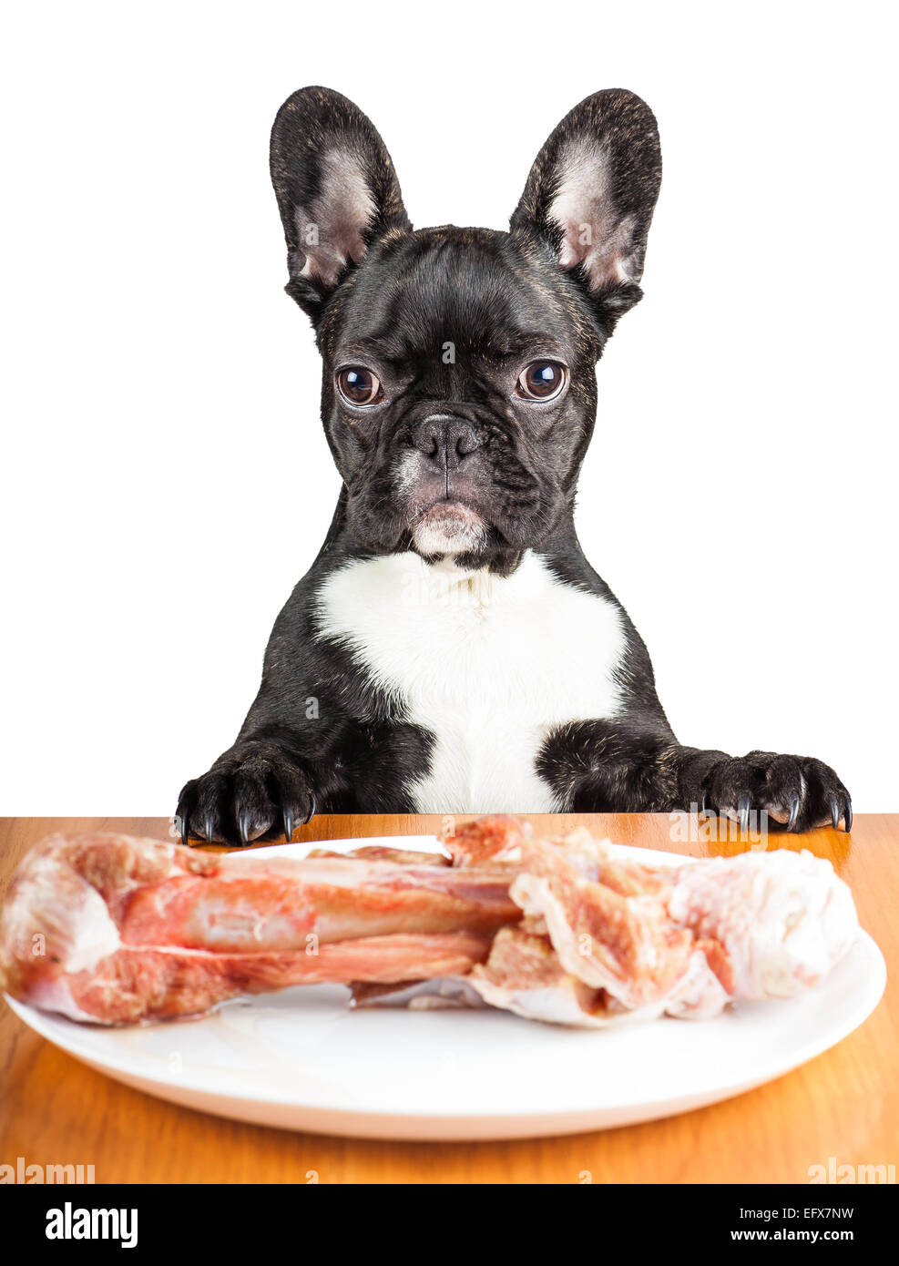 Large dog bone hi-res stock photography and images - Alamy