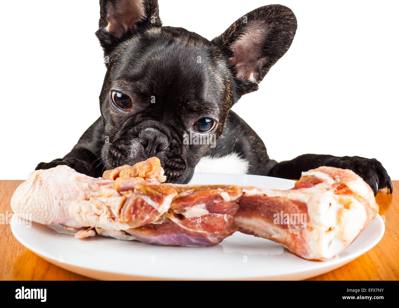 french bulldog puppy is smelling a huge bone Stock Photo - Alamy