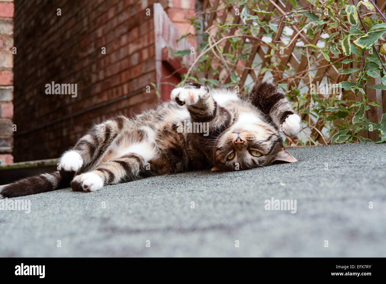 Tabby cat laying upside down and stretching on sloping shed roof Stock ...