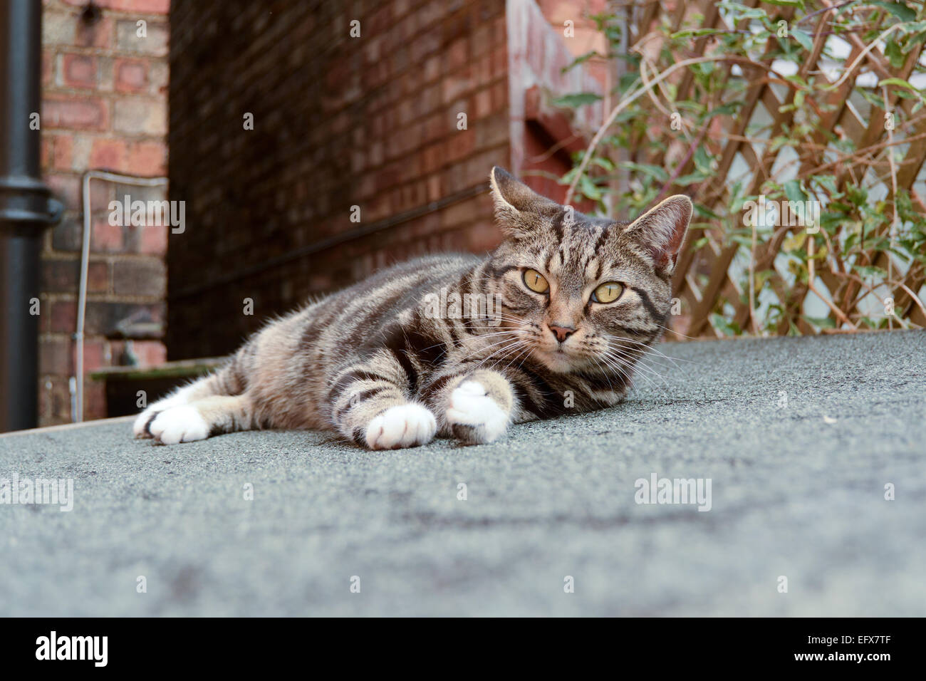 Tabby cat laying on sloping shed roof Stock Photo - Alamy