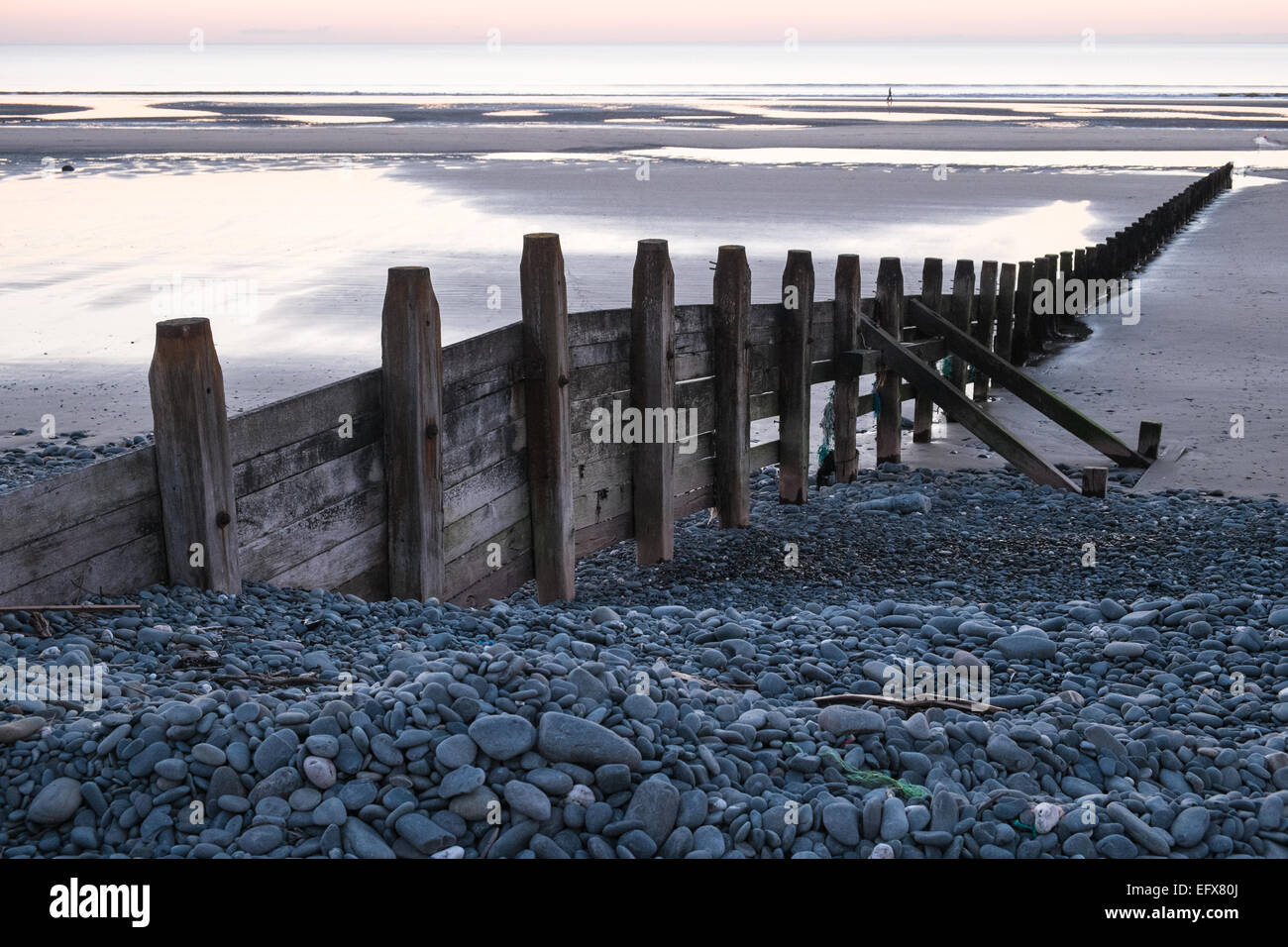 Petrified,prehistoric,oak,forest,tree,trees, Ynyslas Beach, near Borth ...