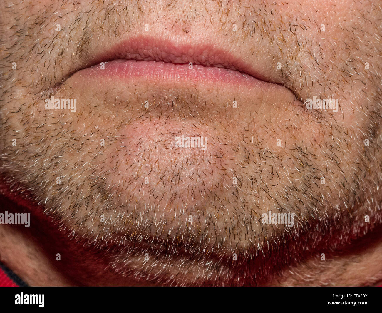 Macro close-up image of a heavily stubbled male chin showing beard ...