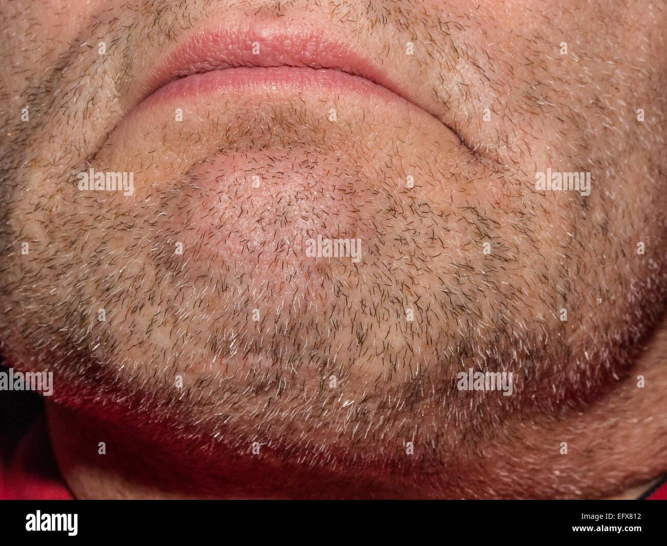 Macro close-up image of a heavily stubbled male chin showing beard ...