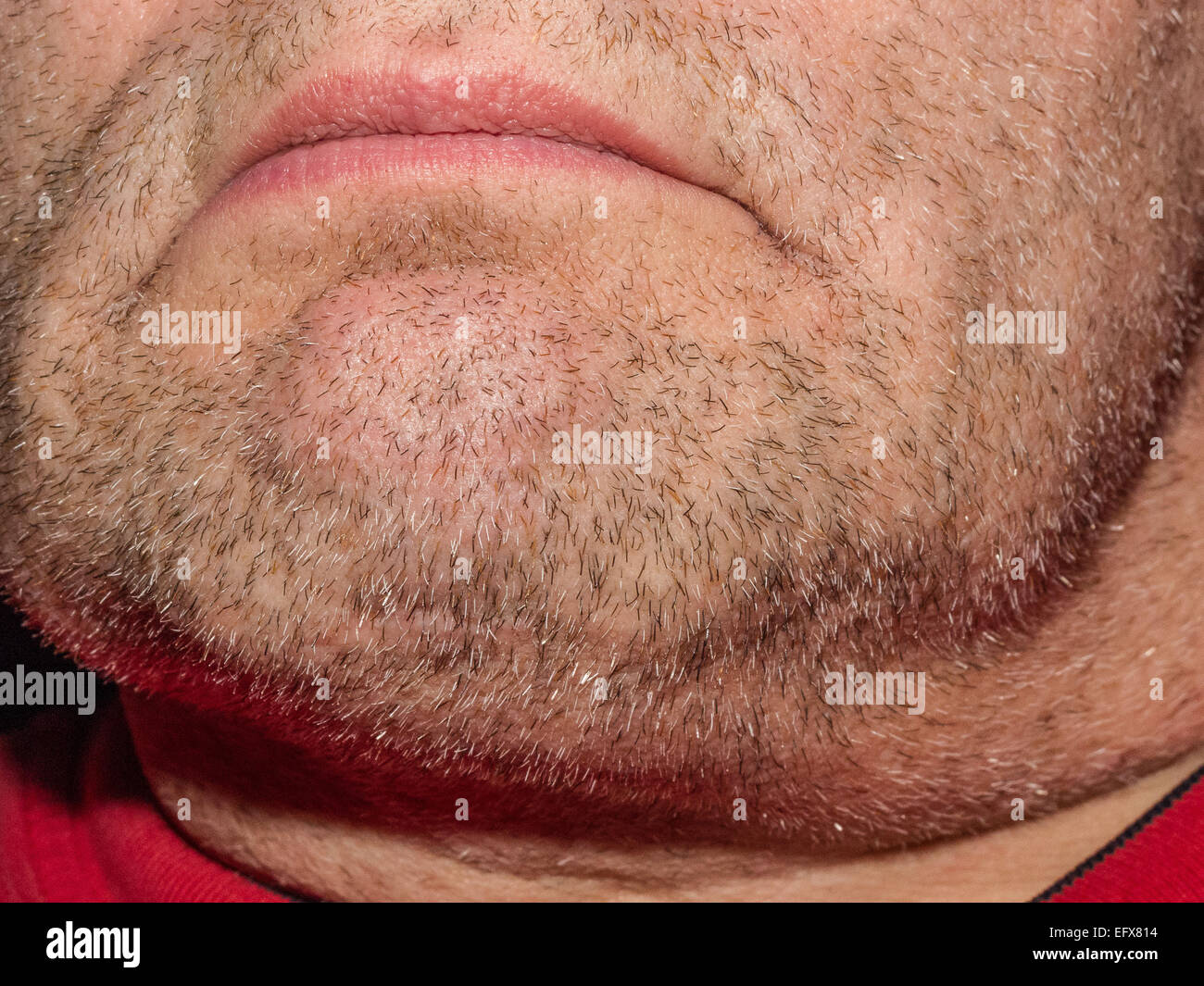 Macro close-up image of a heavily stubbled male chin showing beard ...