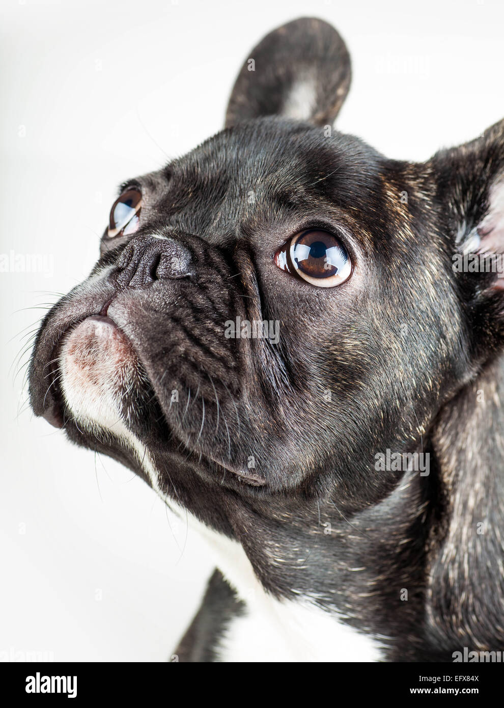 portrait of a young french bulldog looking up Stock Photo - Alamy