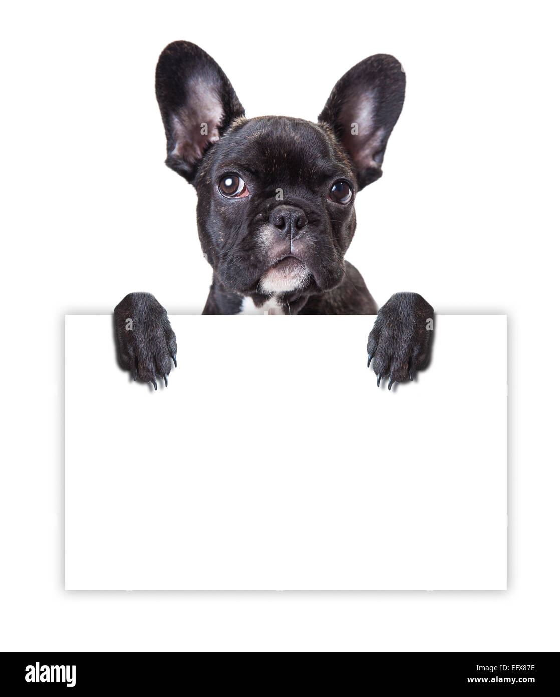 french bulldog dog keeps a sheet of paper Stock Photo - Alamy