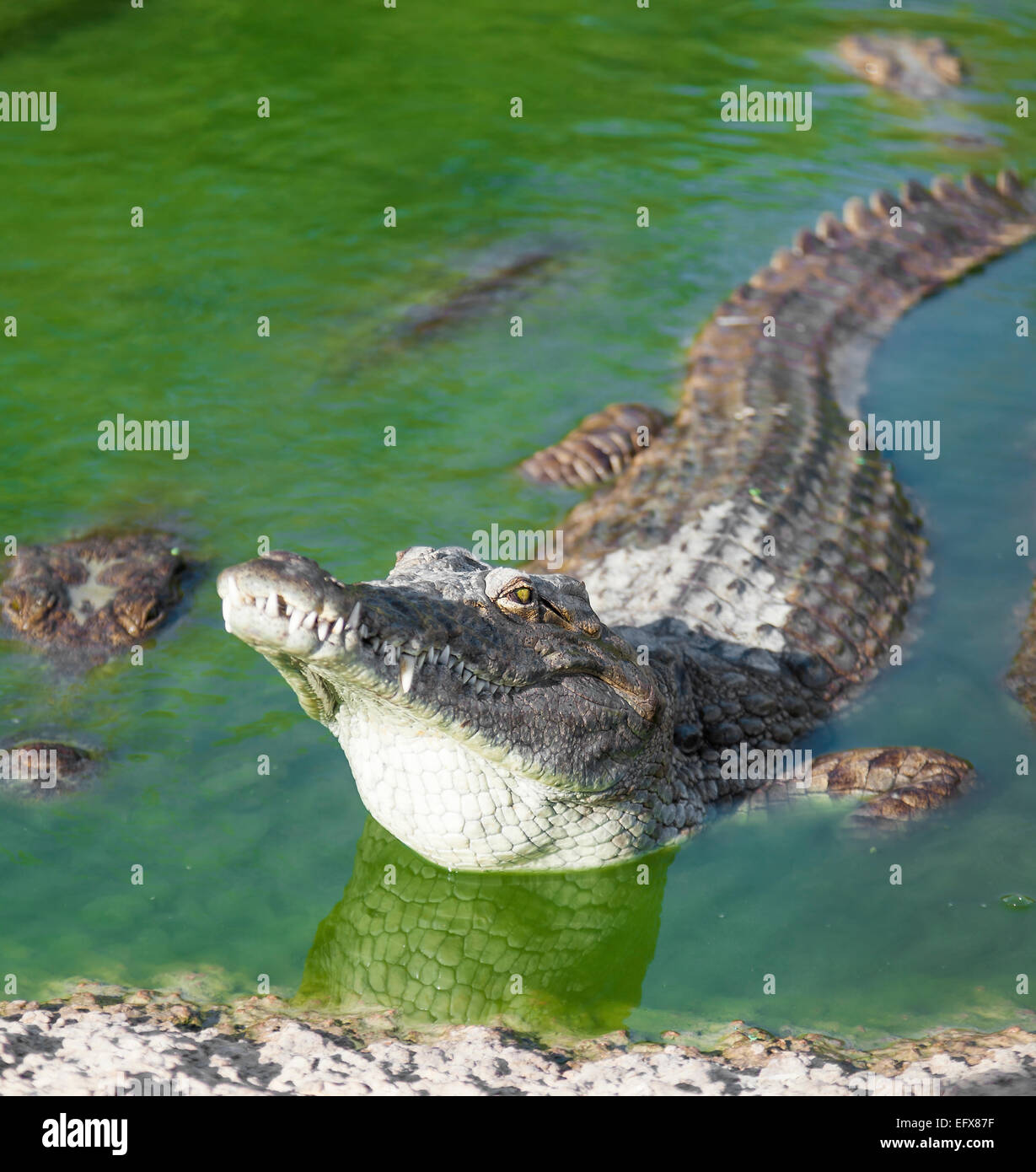 large American alligator lies in the water Stock Photo - Alamy