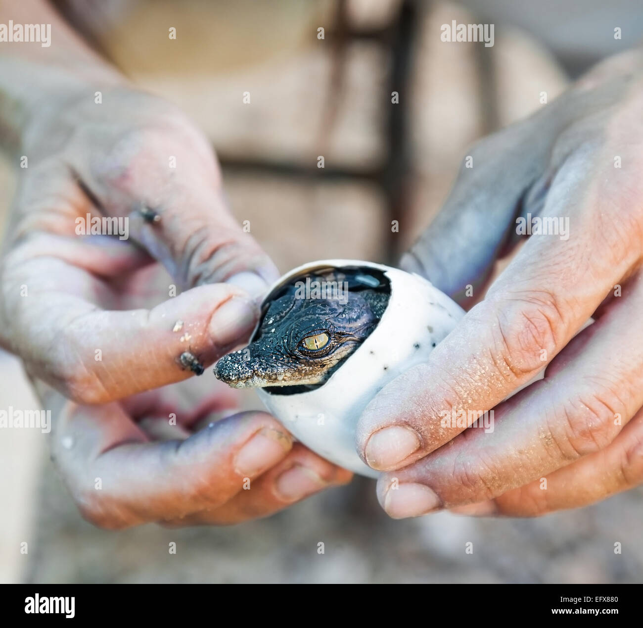 the emergence of American crocodile lives eggs in human hands Stock ...