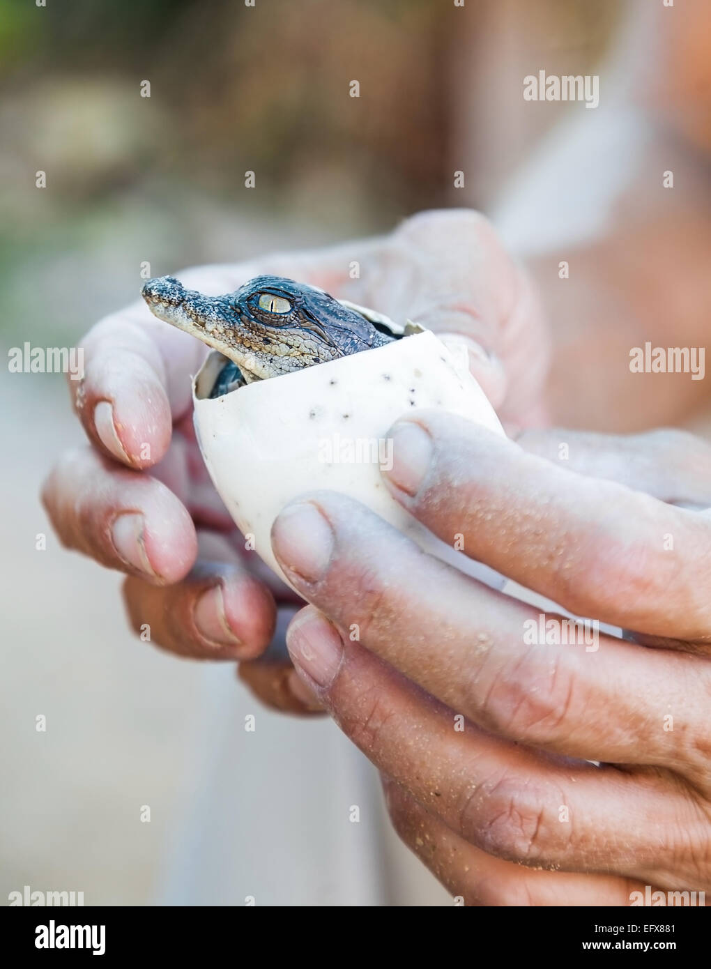 the emergence of crocodile lives eggs in human hands Stock Photo - Alamy