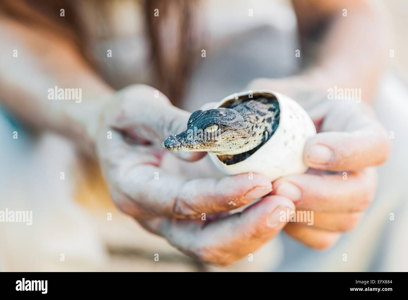 Alligator hatching hi-res stock photography and images - Alamy