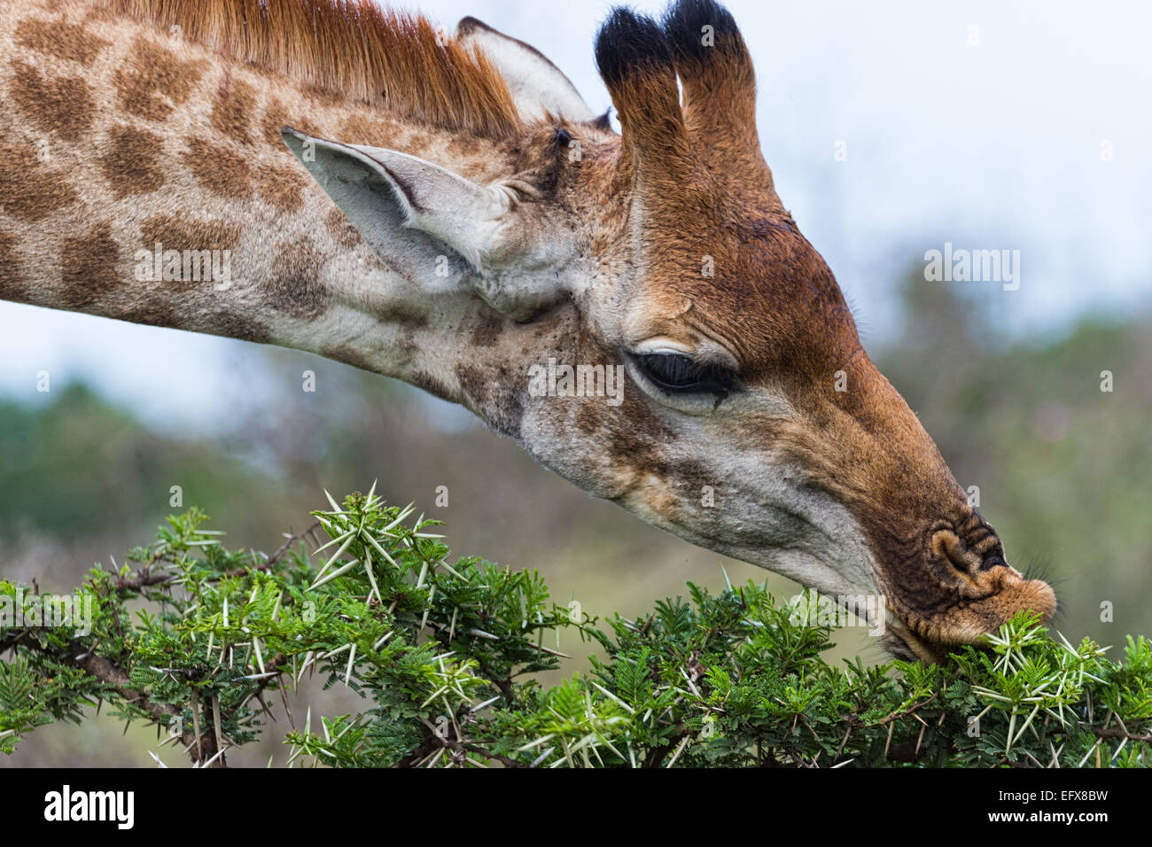 Giraffa feeding hi-res stock photography and images - Alamy