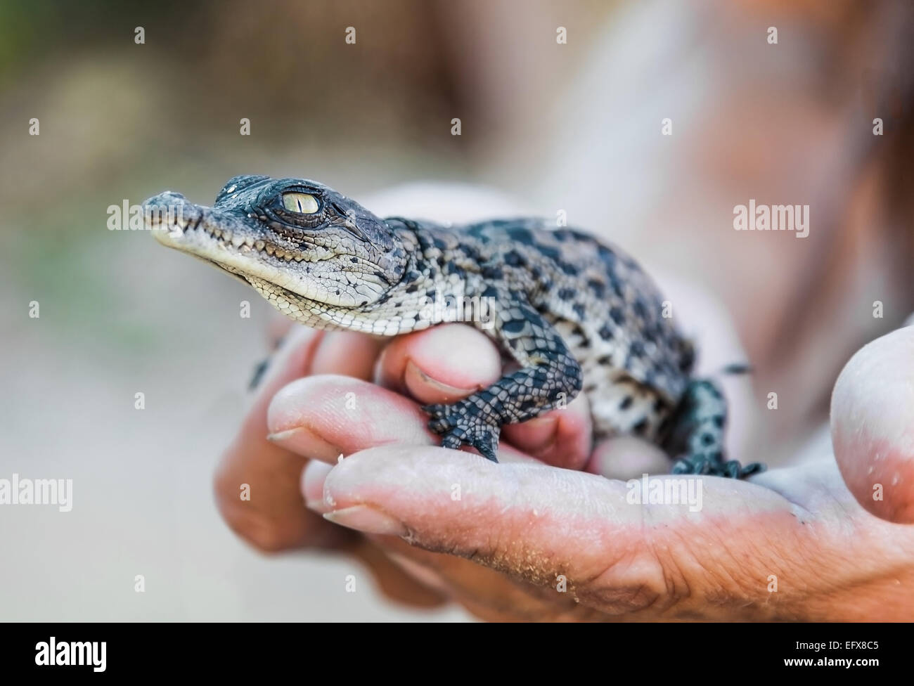 newborn alligator lying on a human hand Stock Photo - Alamy
