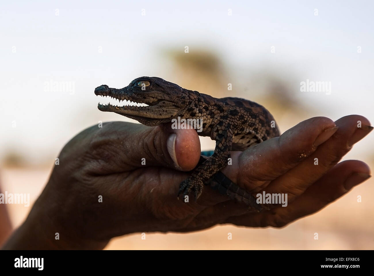 Alligator hatching hi-res stock photography and images - Alamy