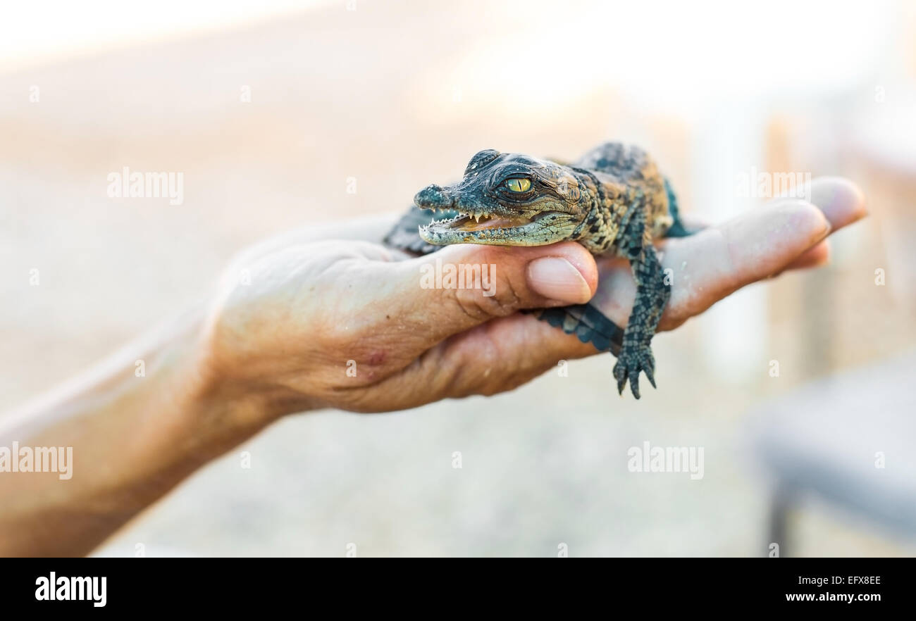 American alligator lying on a human hand Stock Photo - Alamy