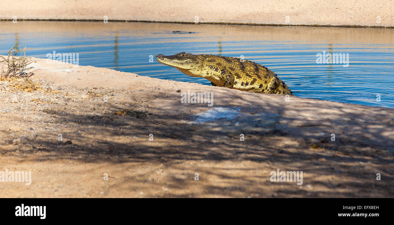 large American alligator comes to the shore of the river Stock Photo ...