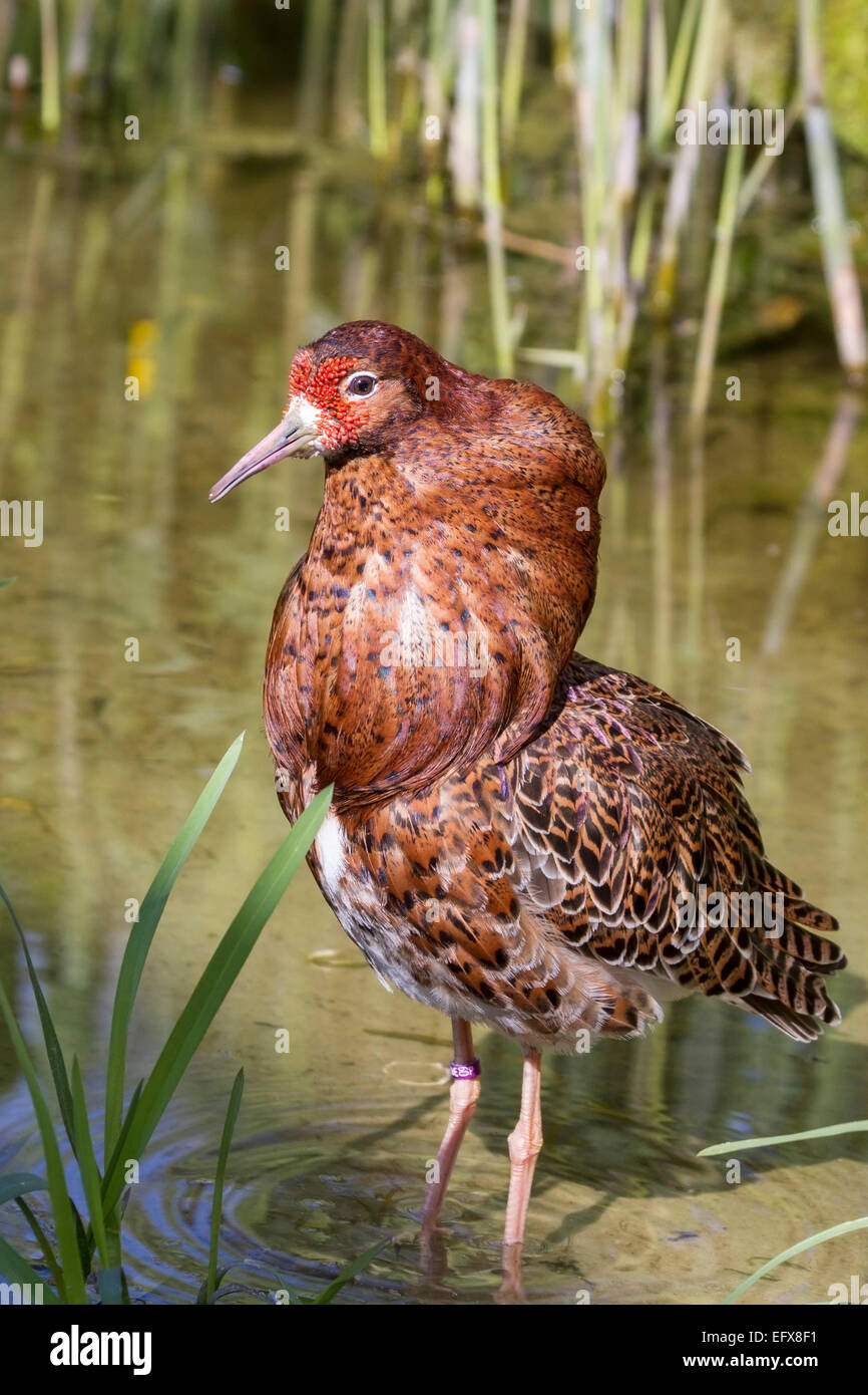 Common sandpiper breeding plumage hi-res stock photography and images ...