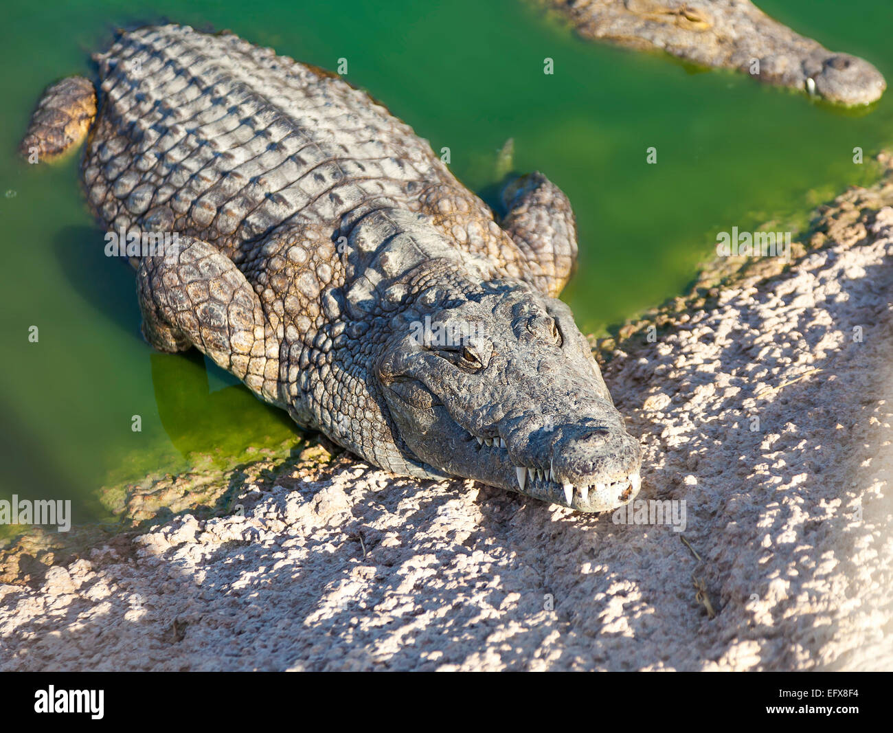 large American alligator lying on the banks Stock Photo - Alamy